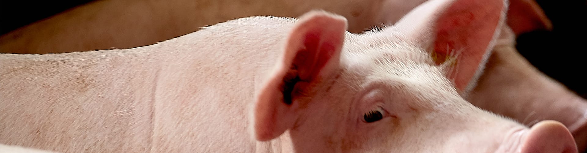 Porzyme®: Improving swine health, performance, and profitability - IFF