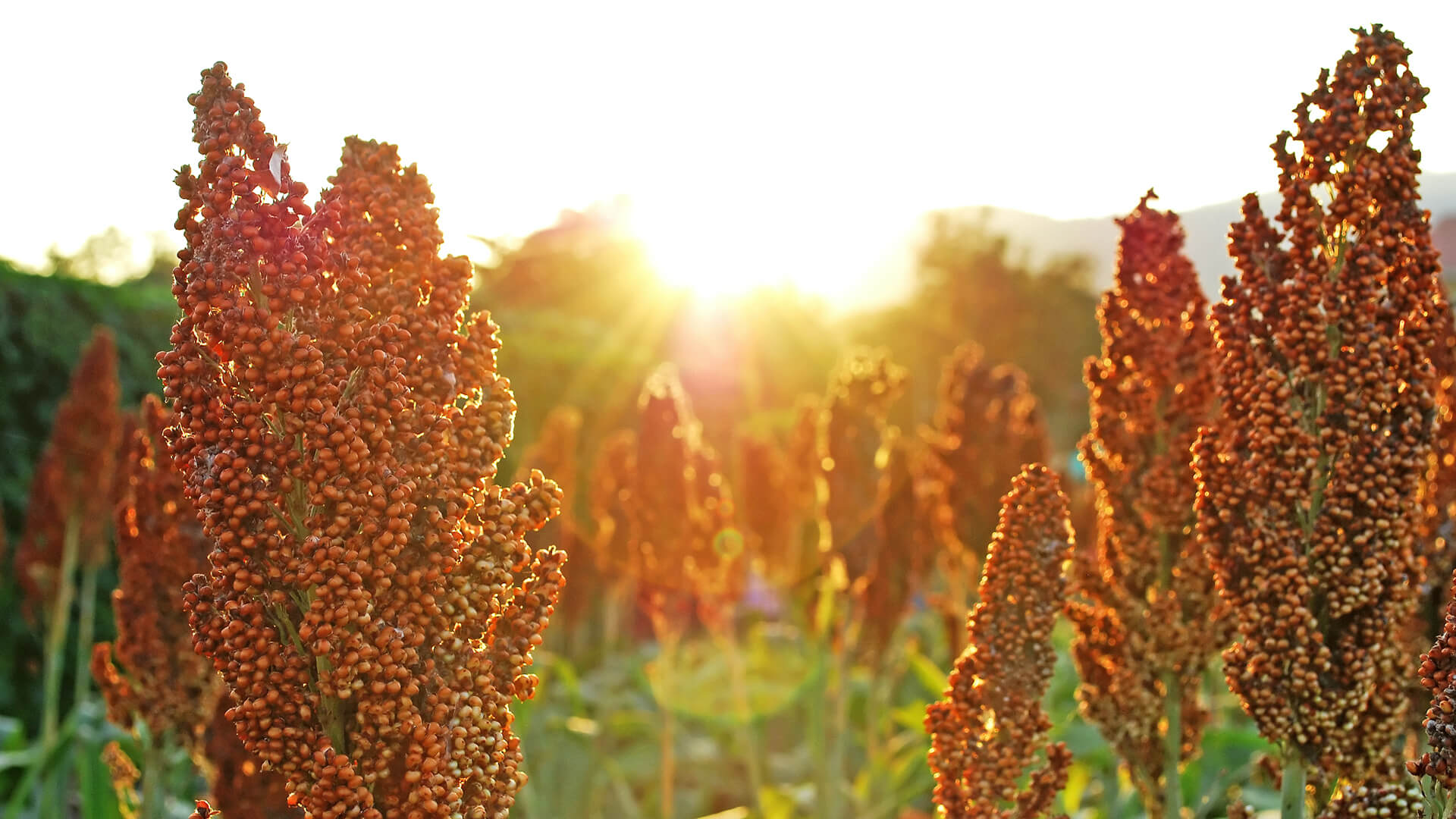 If beer brands are to succeed they had better make it local | IFF