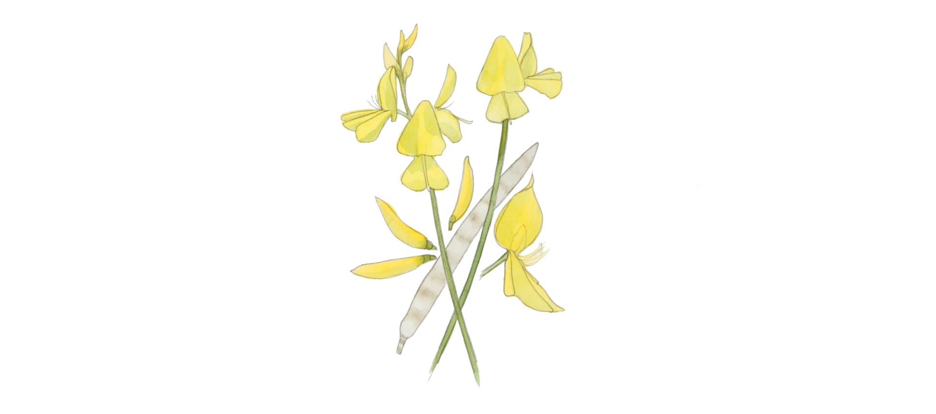 BROOM ABSOLUTE ITALY|LMR Naturals | IFF