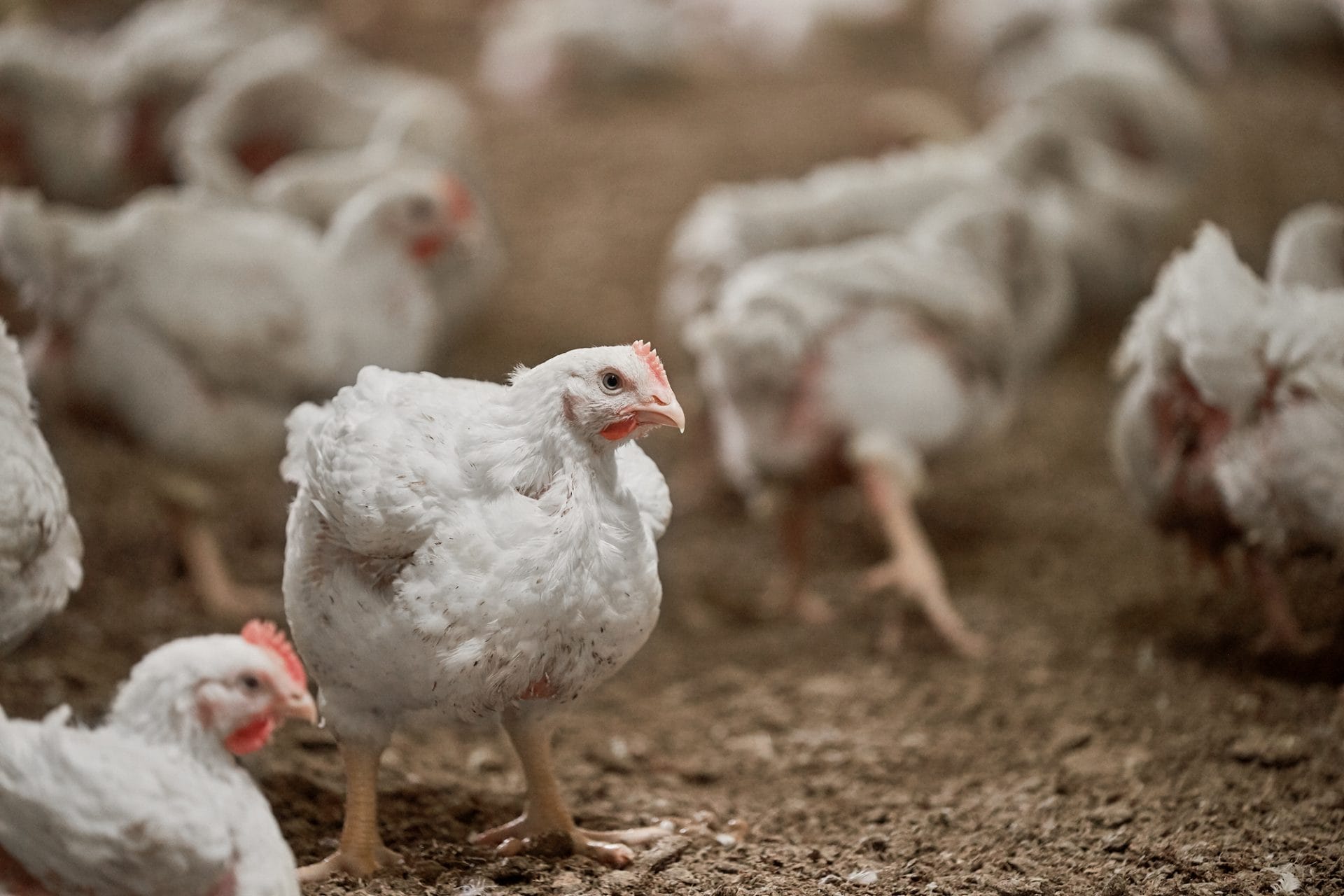 Microbial Science: The Hidden Driver of Poultry Health and Performance ...