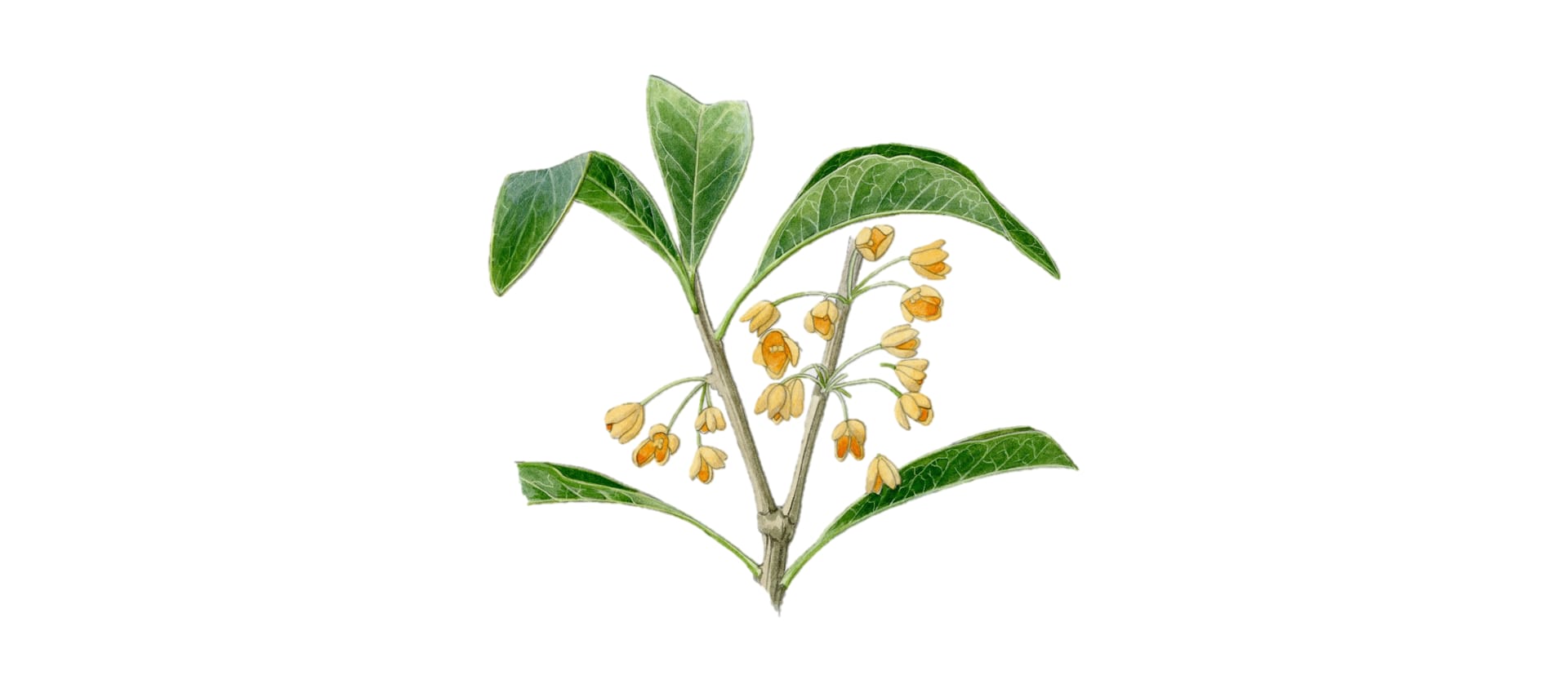 OSMANTHUS ABSOLUTE|LMR Naturals | IFF