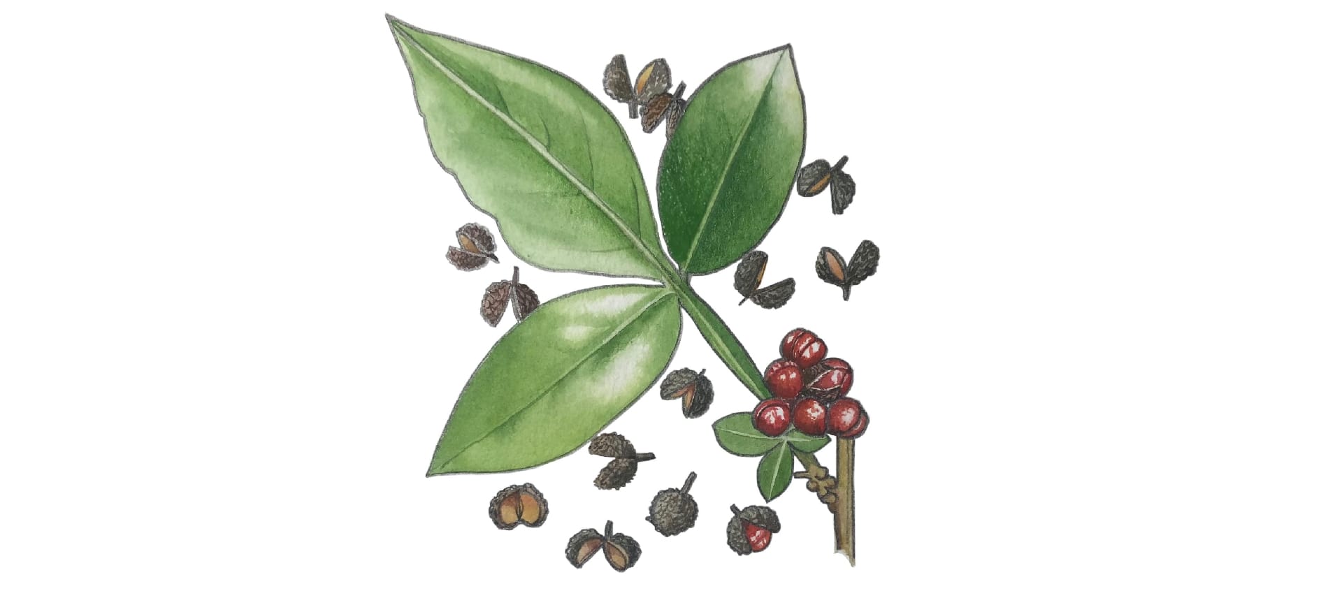 TIMUR PEPPER CO2 EXT |LMR Naturals