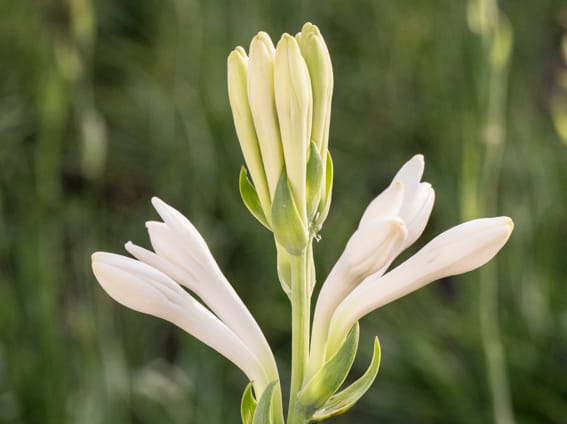 TUBEROSE ABS INDIA TRACEABLE |LMR Naturals