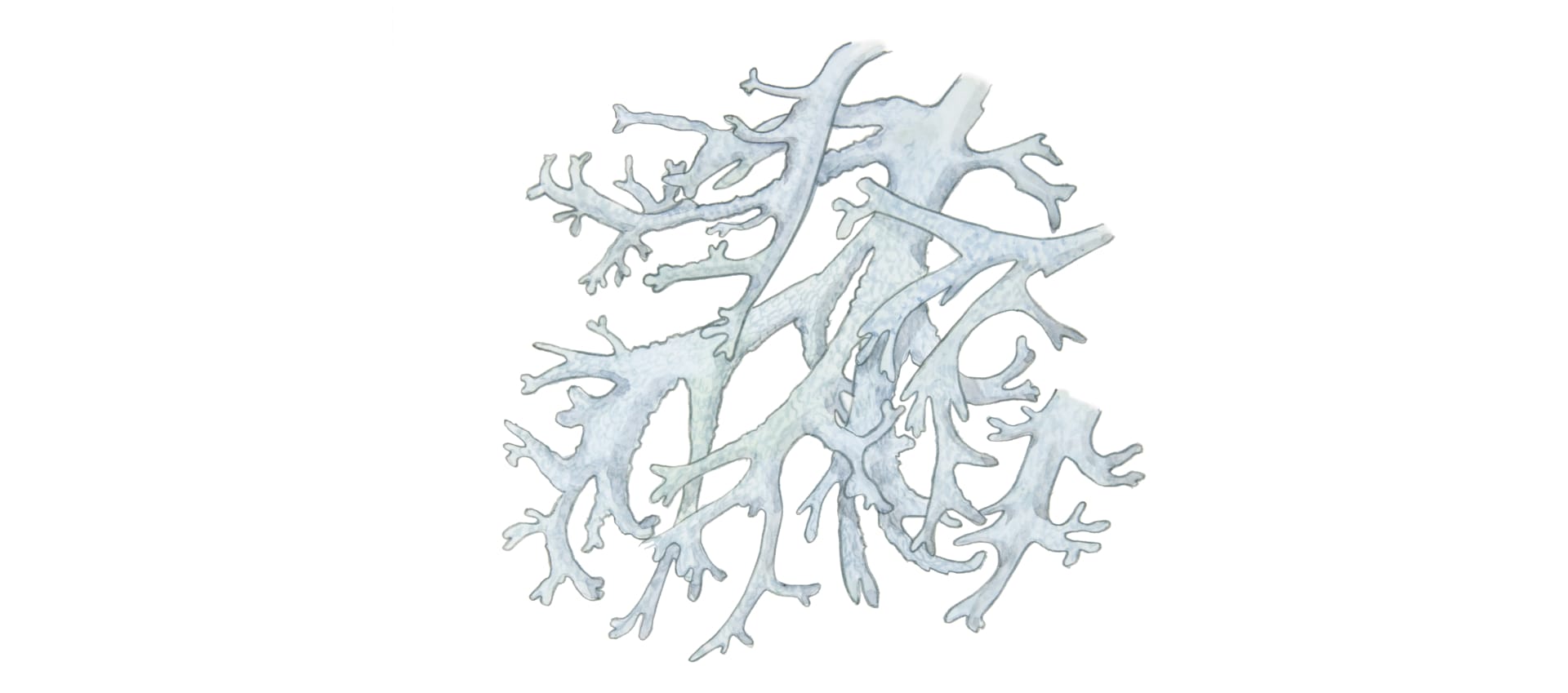 MIMOSA ABSOLUTE MOROCCO|LMR Naturals