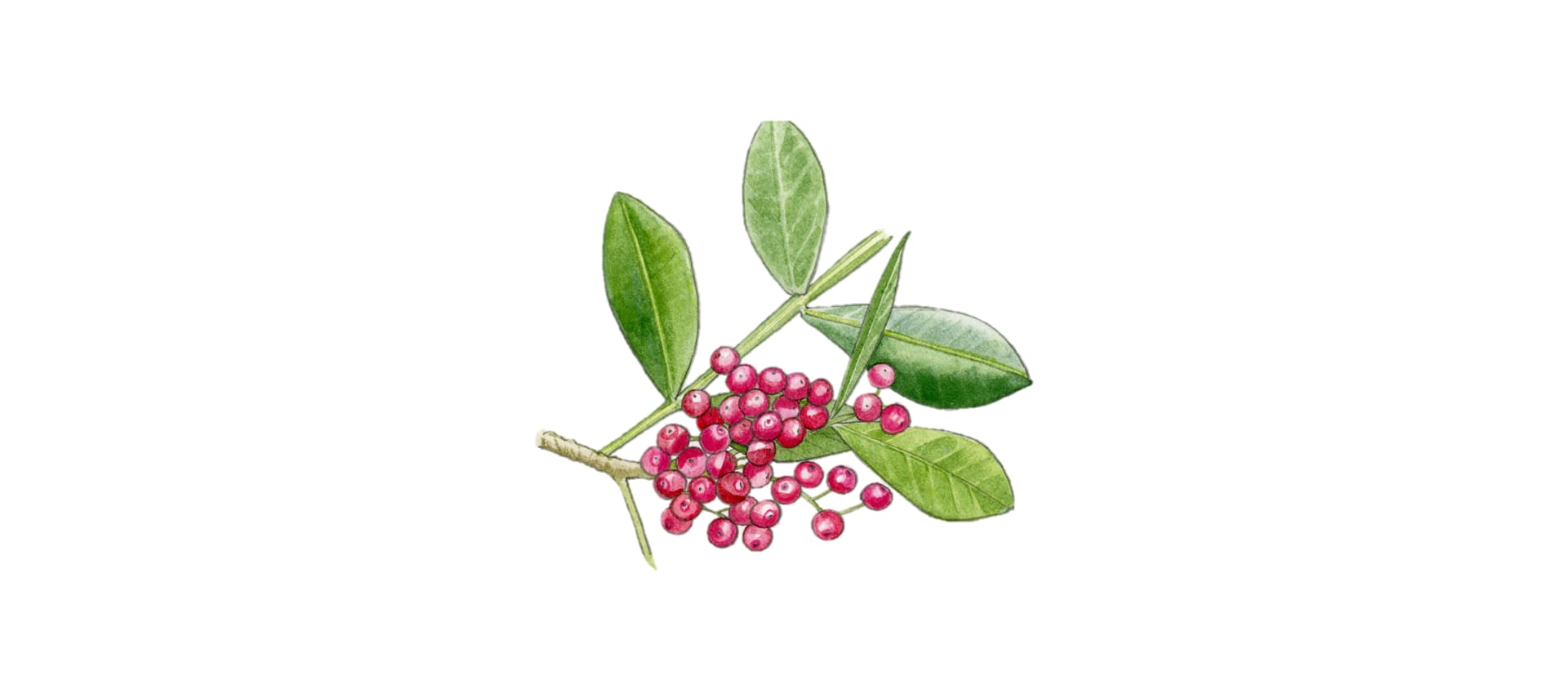 PEPPER Pink CO2|LMR Naturals | IFF