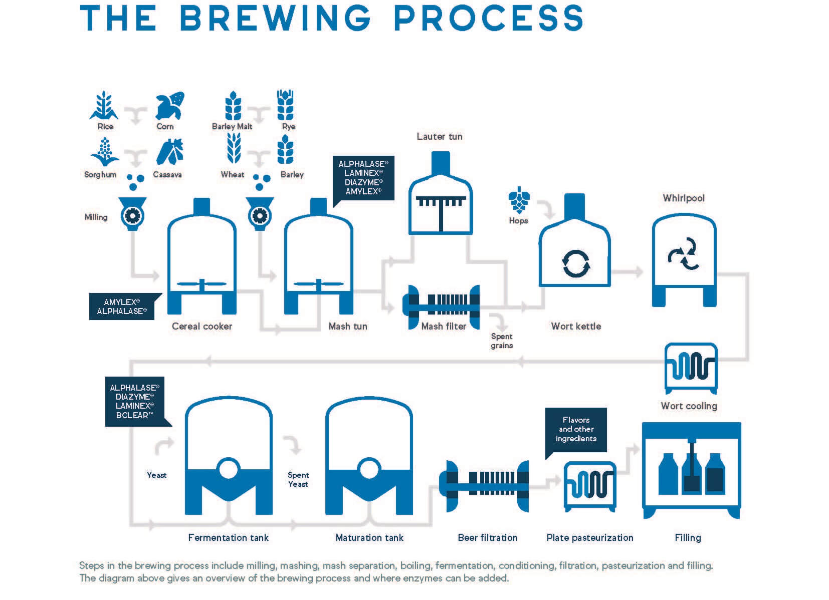 Brewing Sustainably: Enzyme Applications for Efficiency, Quality, and a Greener Future - IFF