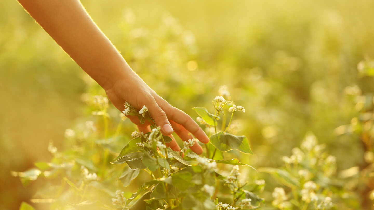 Litesse® Polydextrose Fiber – IFF Health Sciences