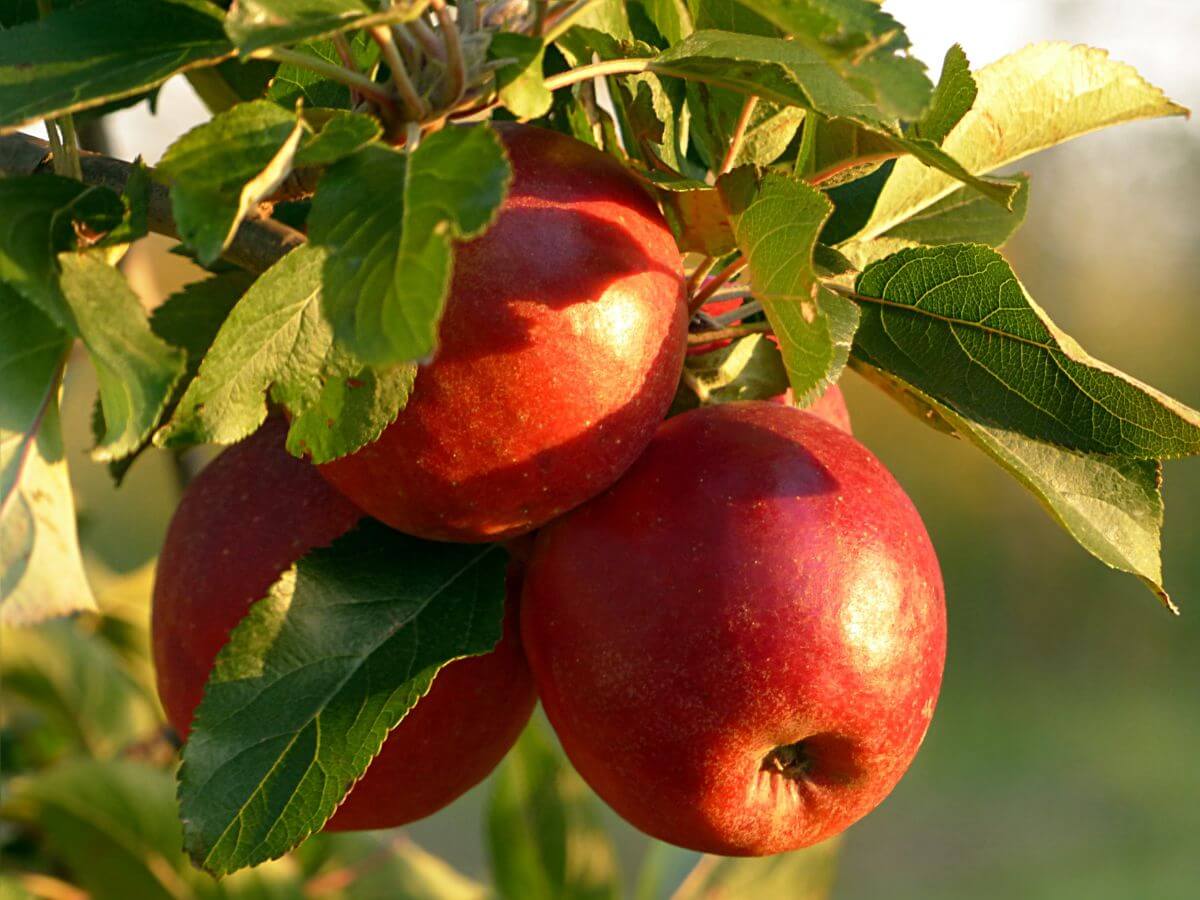 Crop Biologicals - IFF