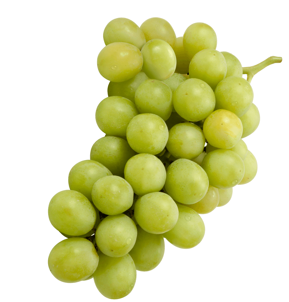 Crop Biologicals - IFF