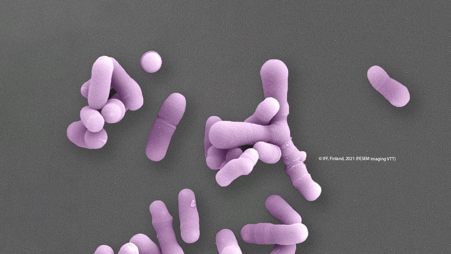 Probiotic Solutions for Oral Health & Hygiene | IFF