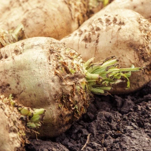 CARE4U® Botanicals – IFF Health Sciences