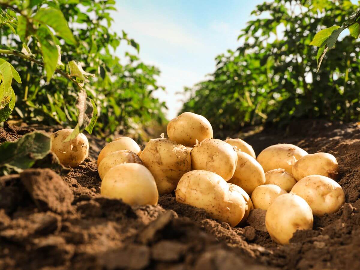 Crop Biologicals - IFF