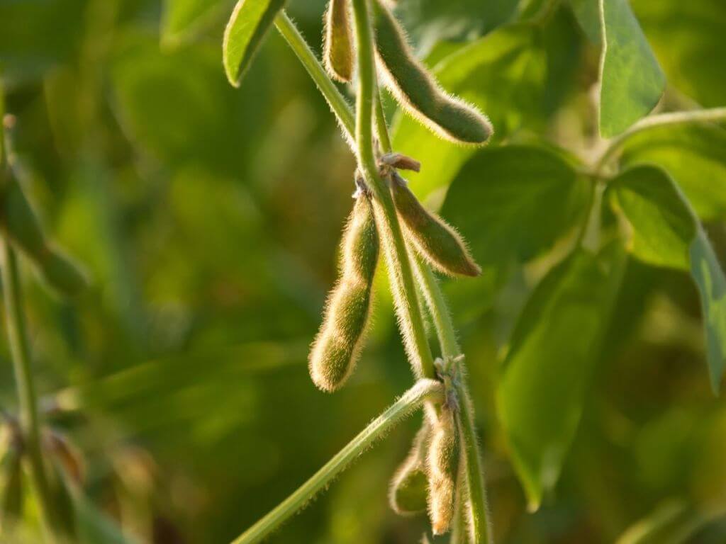 SOLAE SUPRO Soy Protein Isolates: A Dairy Protein Alternative | IFF Protein