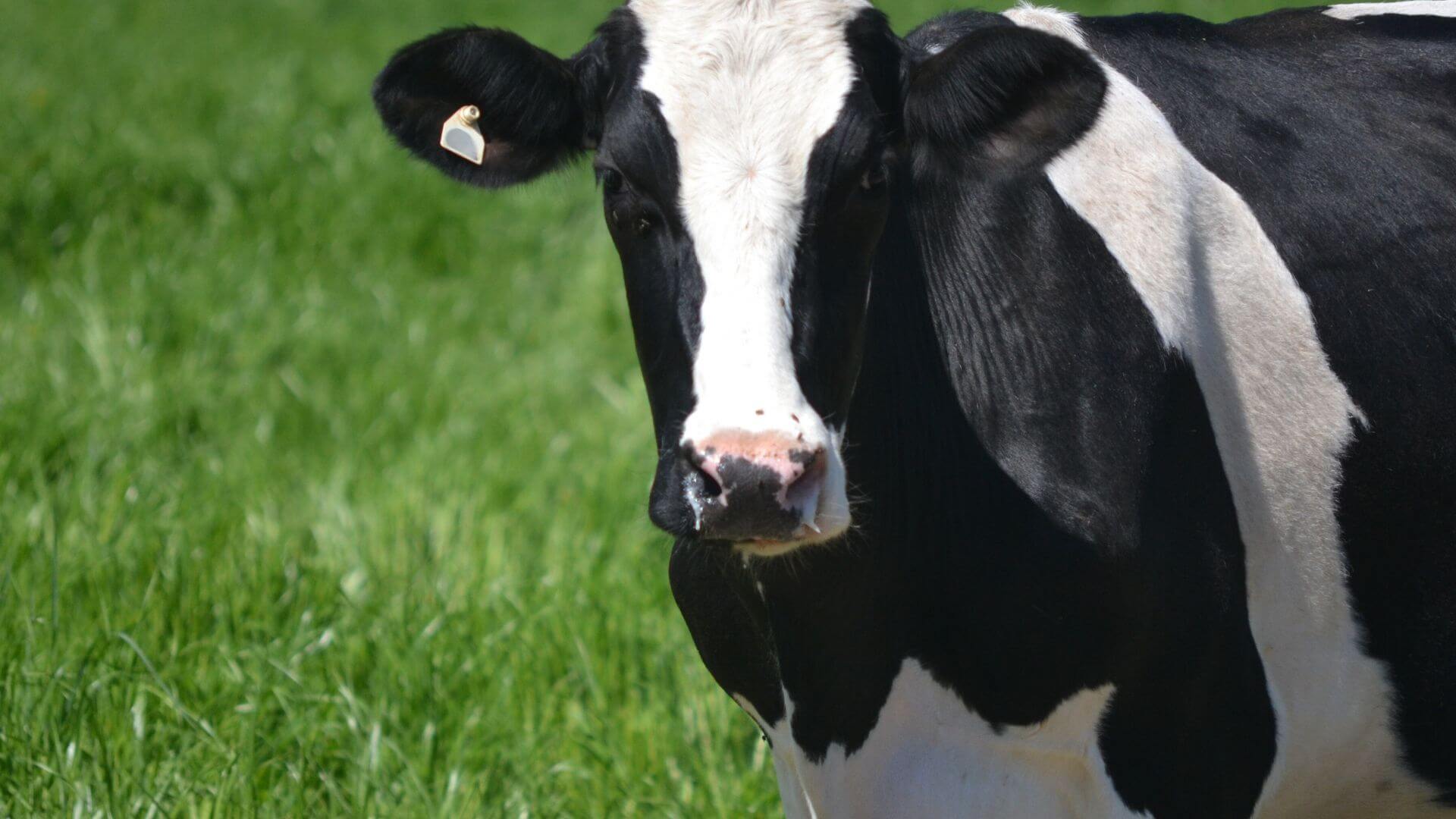 Animal Nutrition - Ruminant Solutions