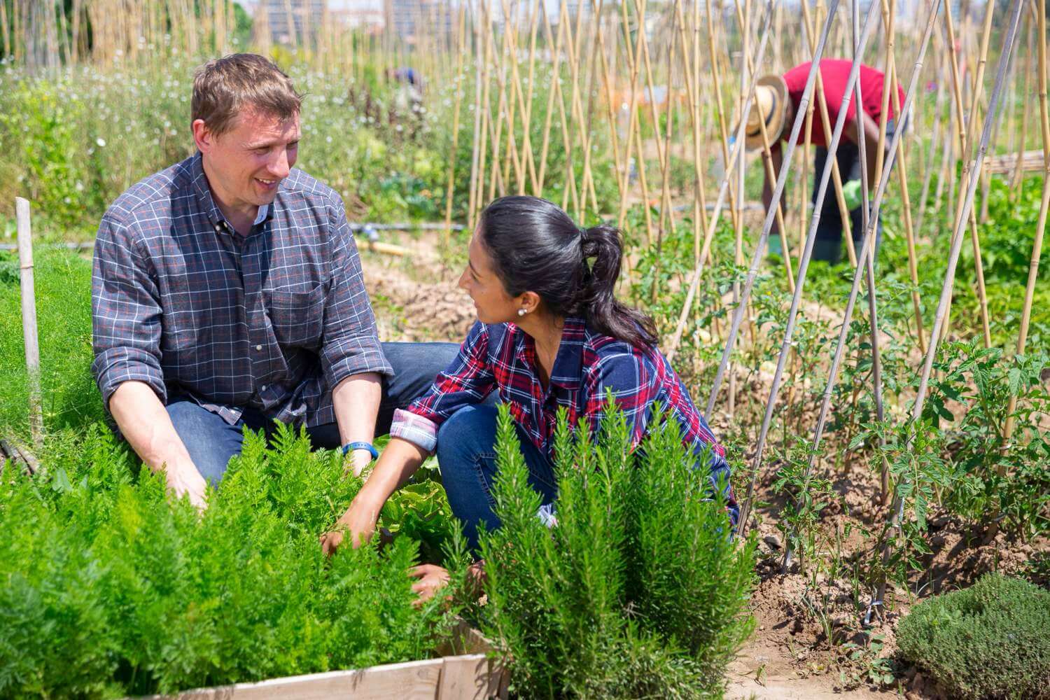 Antioxidants & Plant Extracts | IFF Food Protection