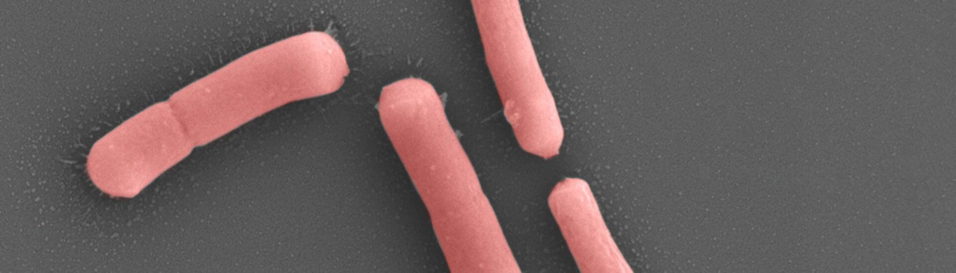 HOWARU® HN001™ Probiotic for All Life Stages | IFF