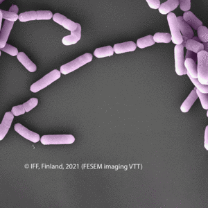 HOWARU® Signature Strains – IFF Health Sciences