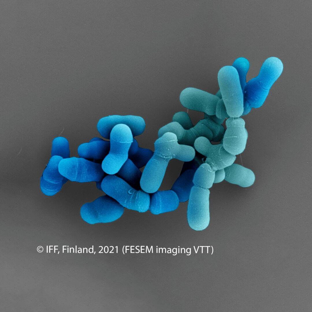 HOWARU® B420® for Weight & Metabolic Health | IFF