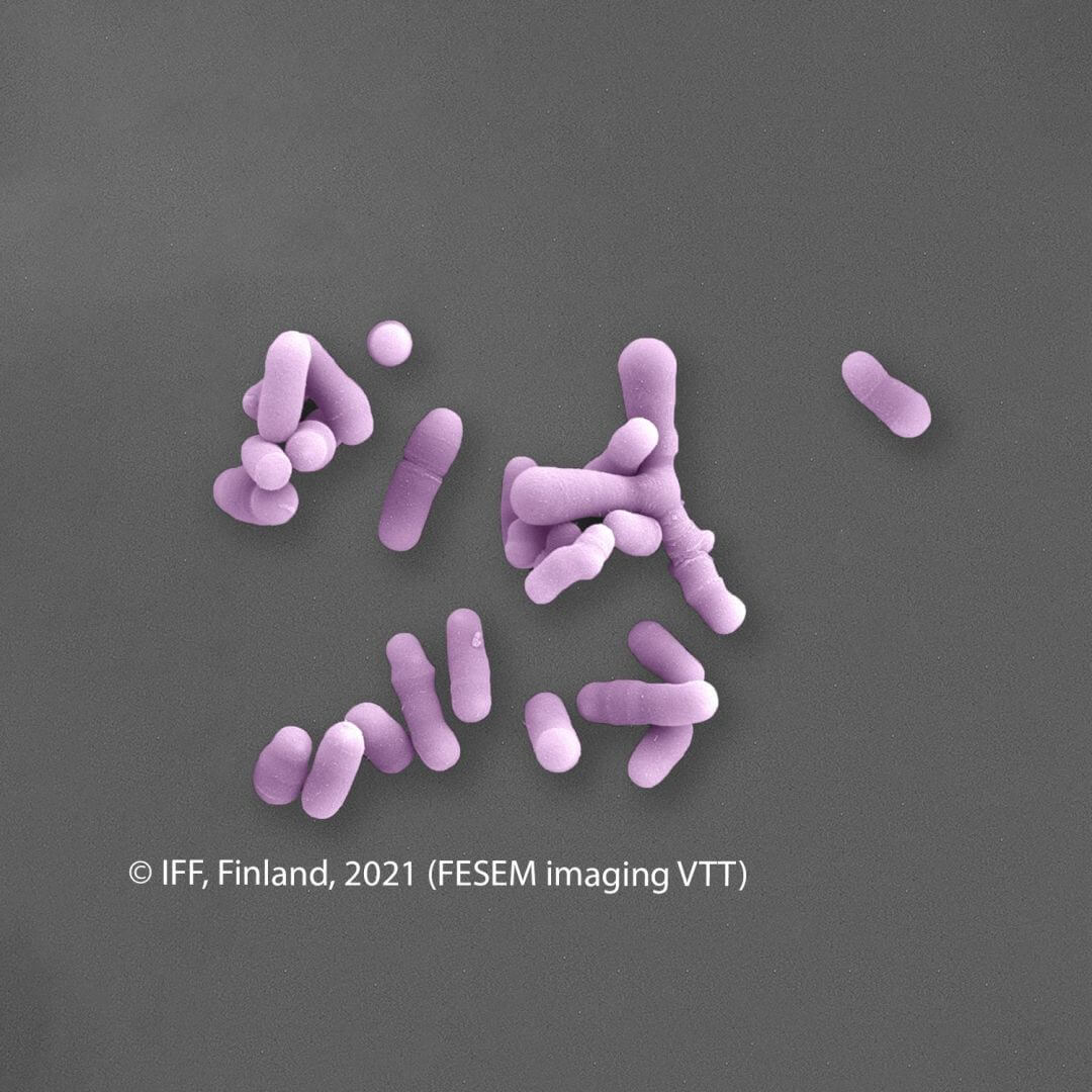 HOWARU® HN019™ Probiotic for Digestive Health | IFF