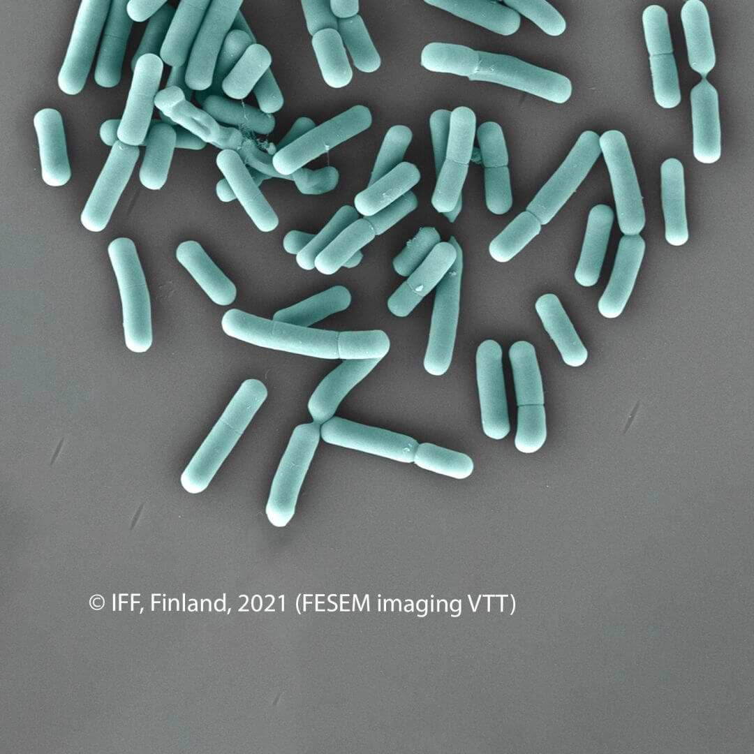 HOWARU® La-14® Probiotic for Microbiome Support | IFF