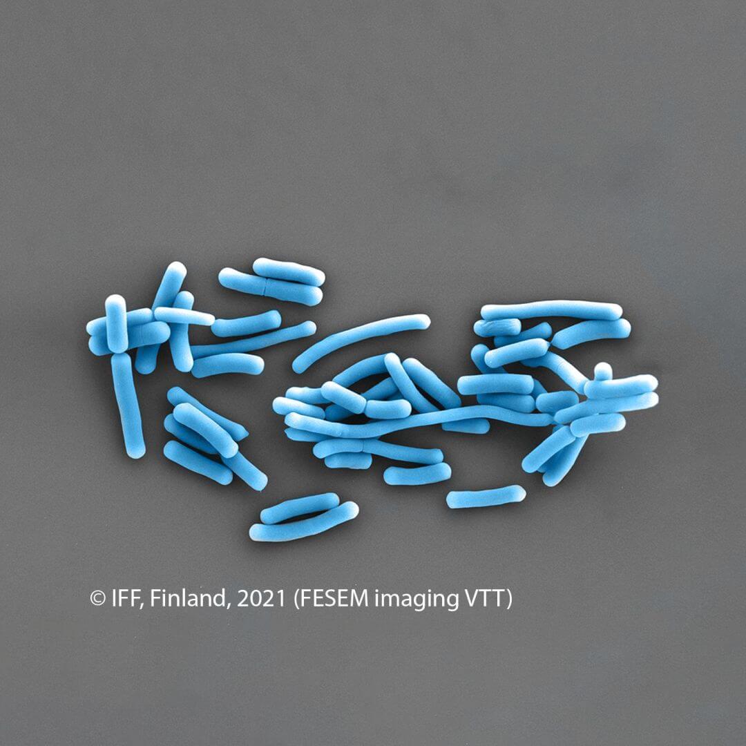 HOWARU® Signature Strains – IFF Health Sciences