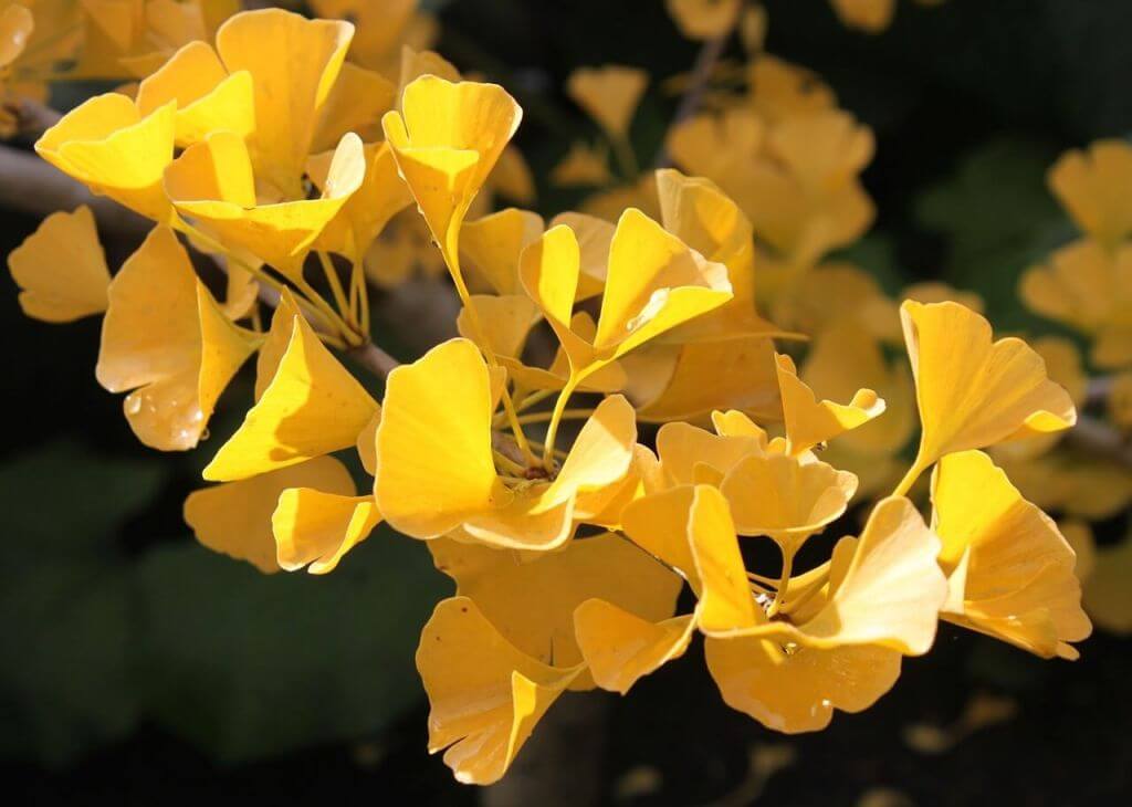 Ginkgo Extract for Cognitive & Circulatory Support | IFF