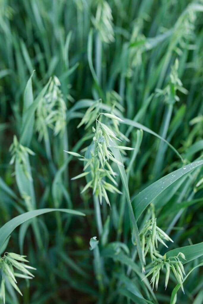 Neuravena® Green Oat Extract – IFF Health Sciences