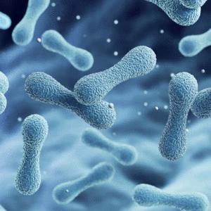 HOWARU® Signature Strains – IFF Health Sciences