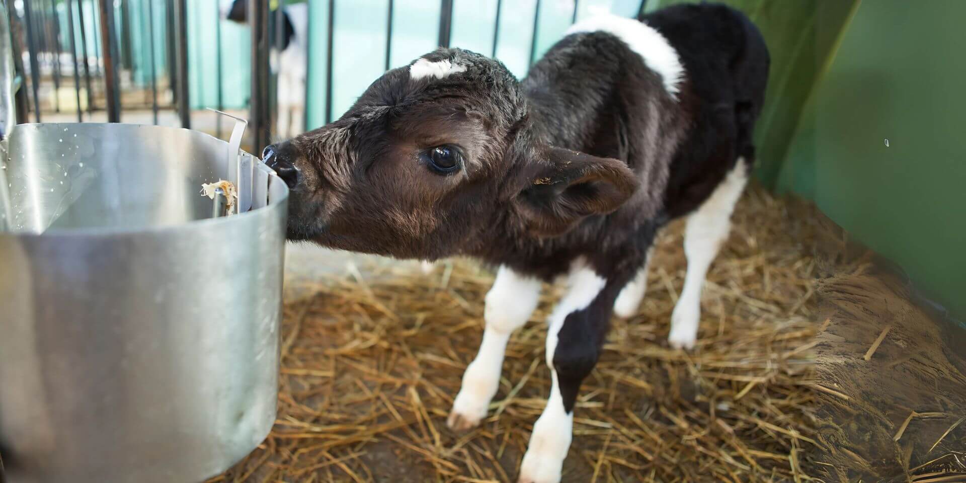 Animal Nutrition - Ruminant Solutions